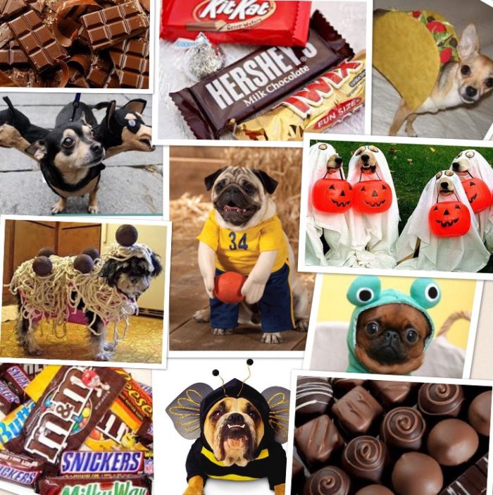 Everything You Wanted To Know About Chocolate Toxicity In Pets ...